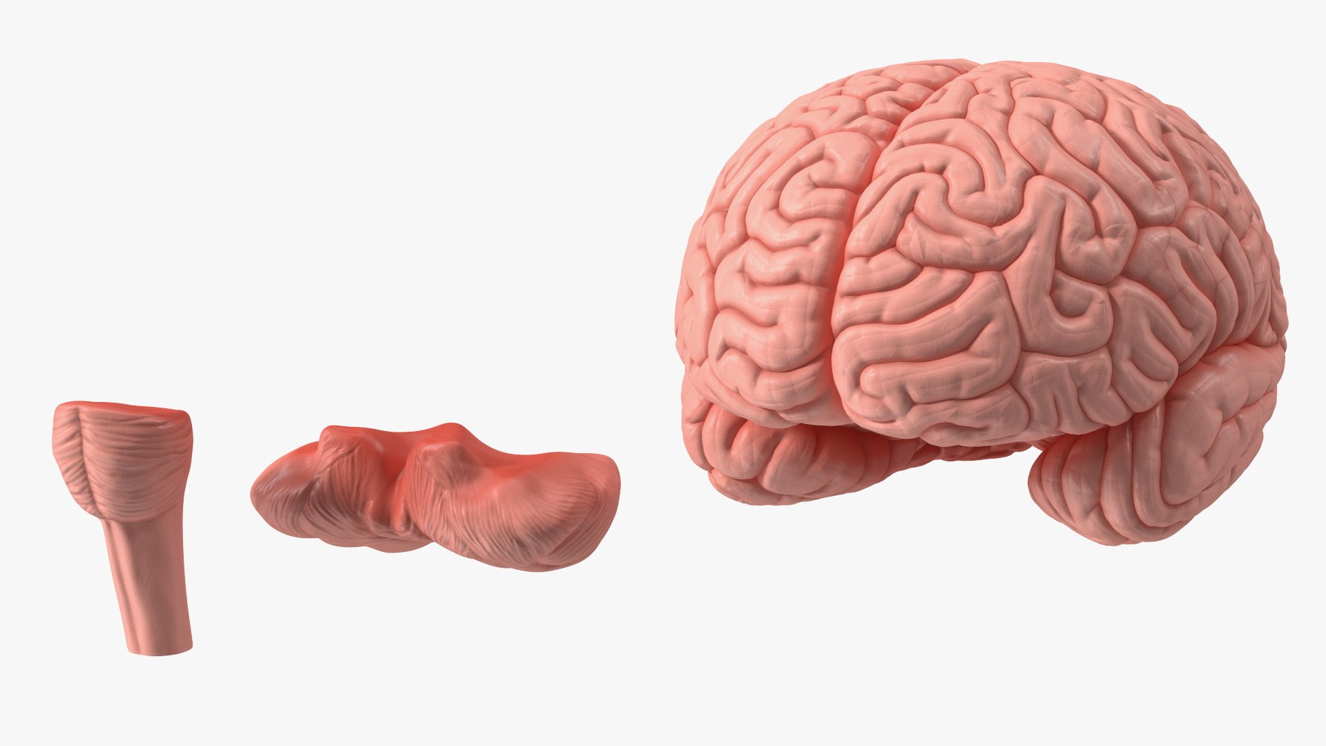 Human Brain Plastic Model For 3D Print 3D Model - TurboSquid 2285077