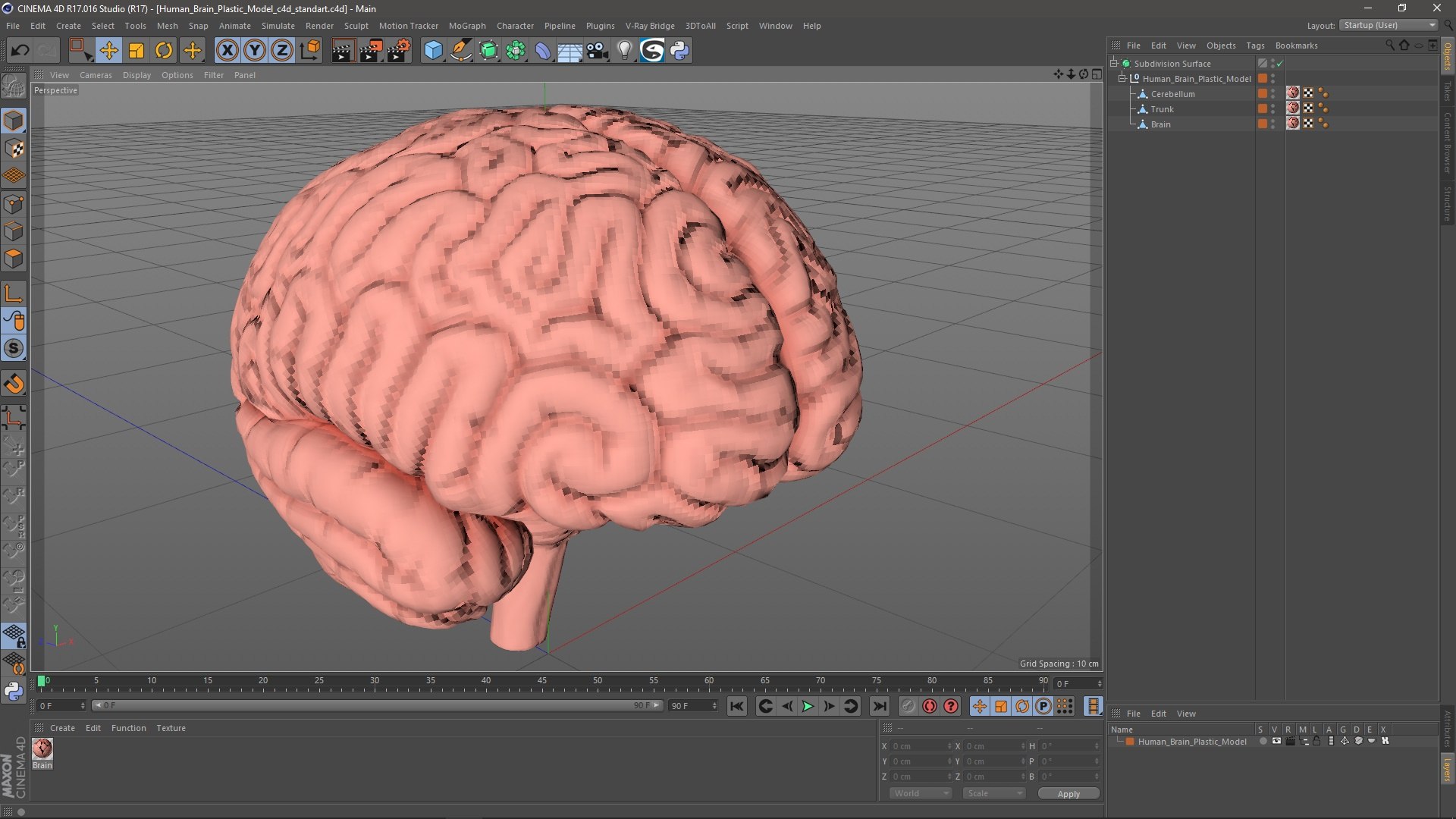Human Brain Plastic Model For 3D Print 3D Model - TurboSquid 2285077