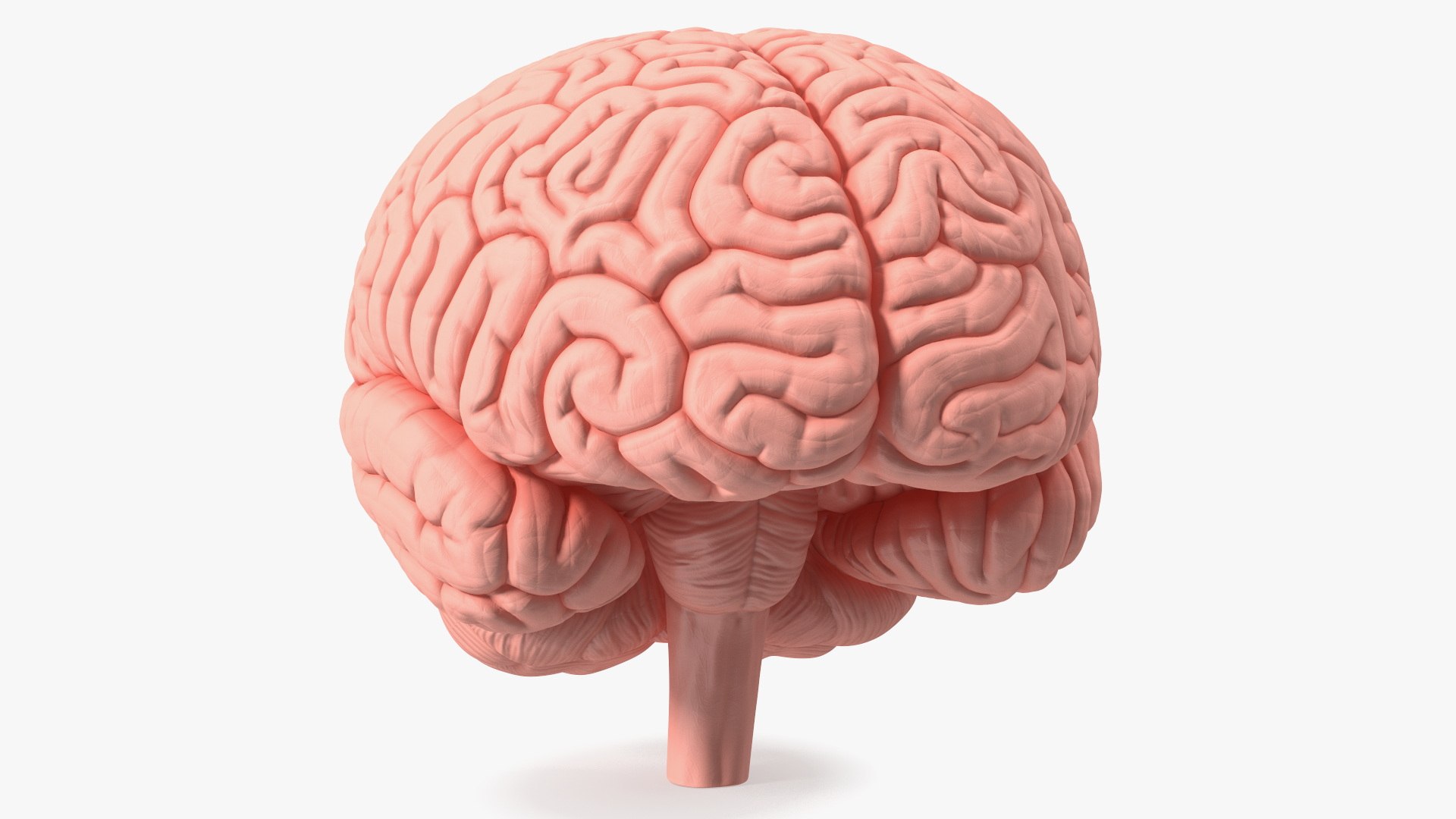 Human Brain Plastic Model For 3D Print 3D Model - TurboSquid 2285077
