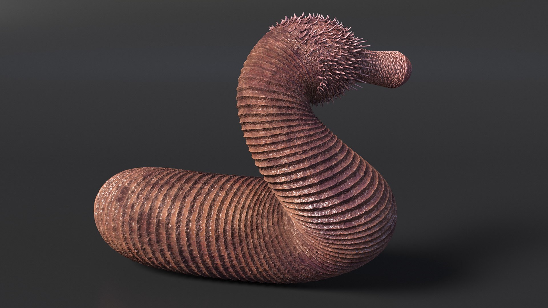 3D Ottoia Relict Marine Worm Rigged For Cinema 4D Model - TurboSquid ...