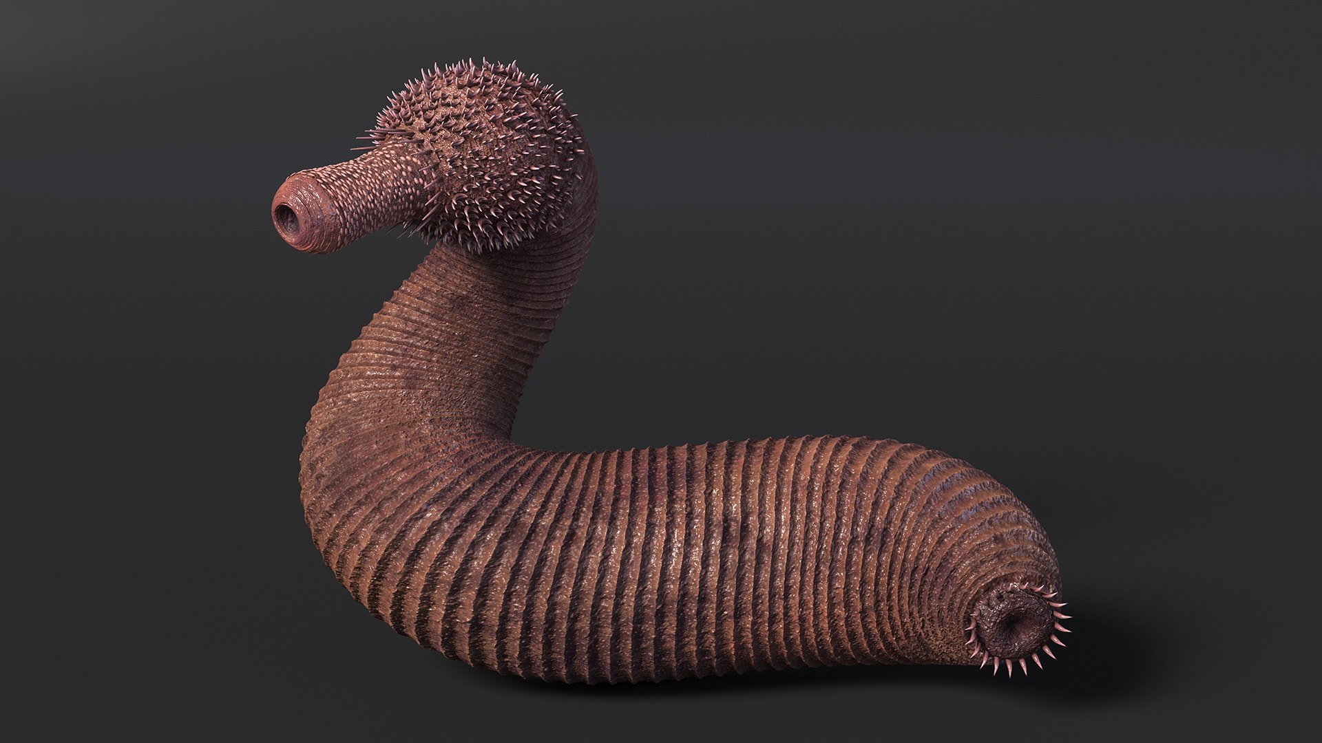 3D Ottoia Relict Marine Worm Rigged For Cinema 4D Model - TurboSquid ...