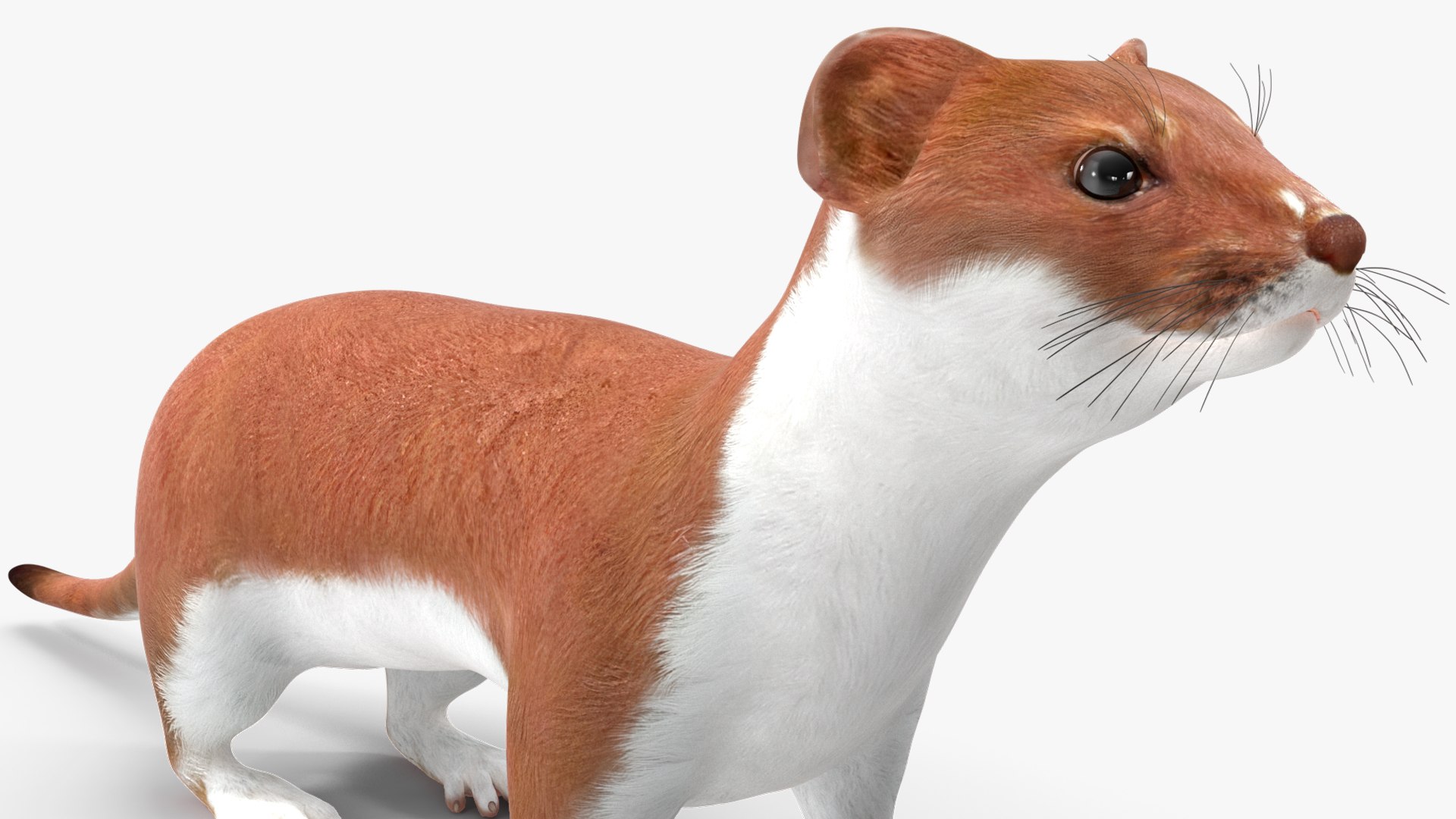 3D Eurasian Stoat Brown Rigged - TurboSquid 2209682