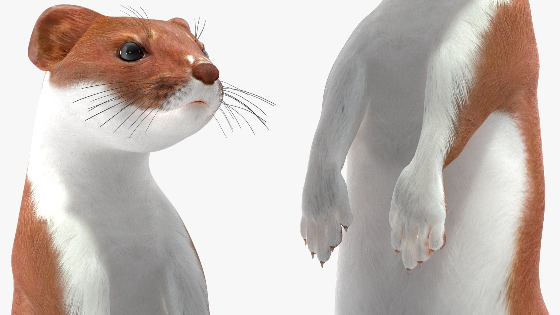 3D Eurasian Stoat Brown Rigged - TurboSquid 2209682