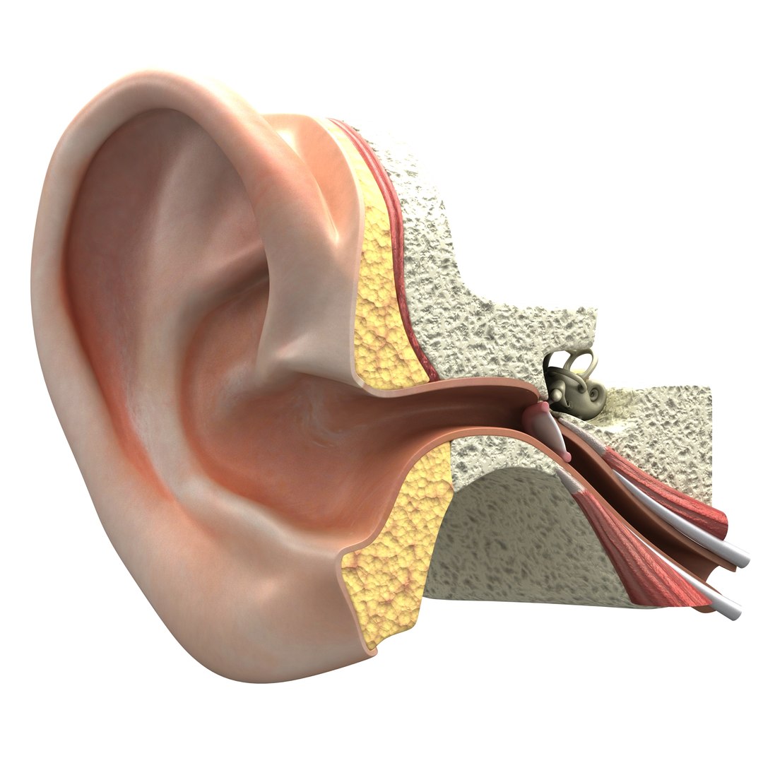 3d Inner Ear Section Model