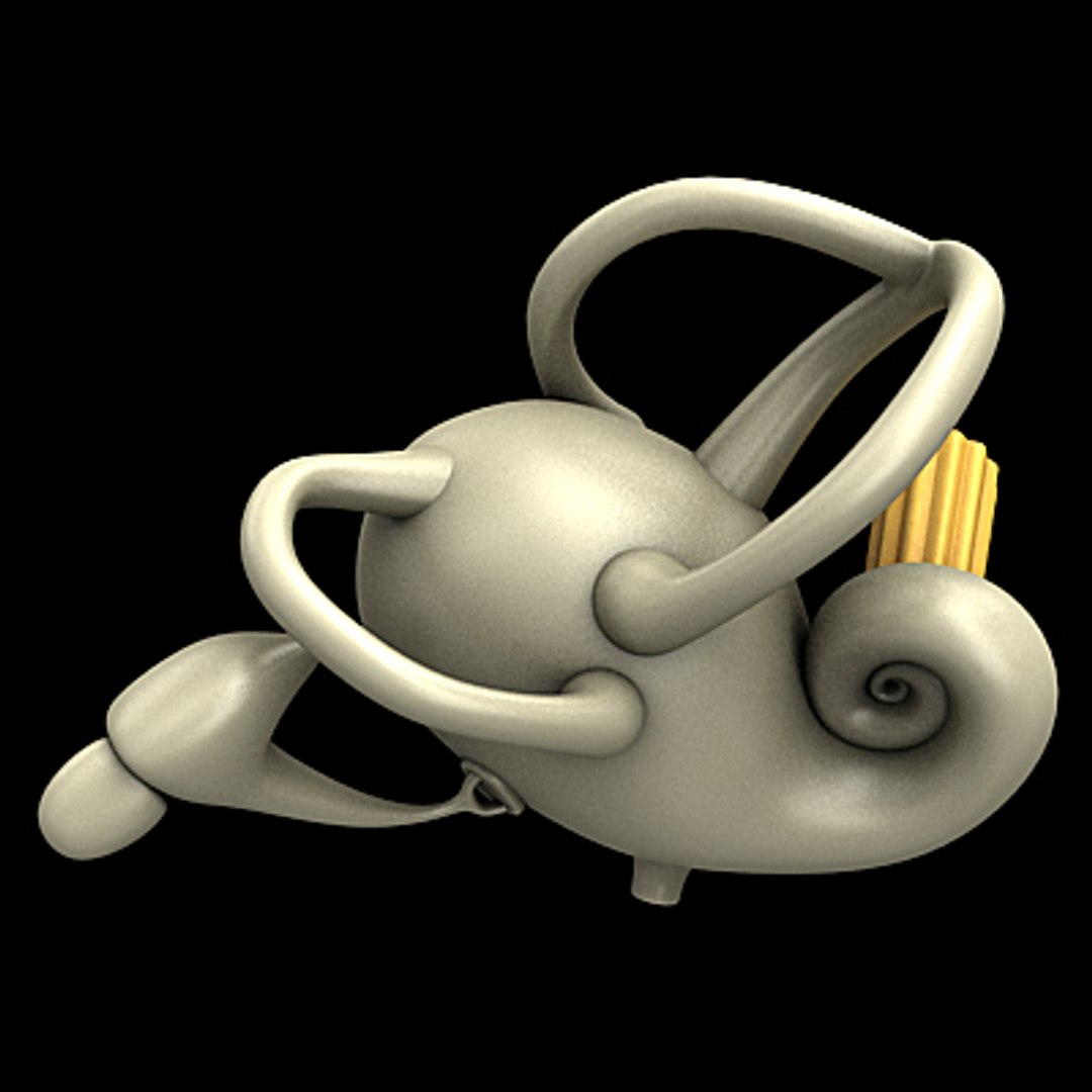 3d Inner Ear Section Model