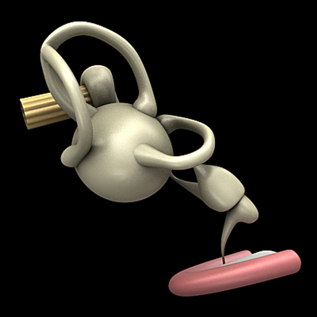 3d Inner Ear Section Model