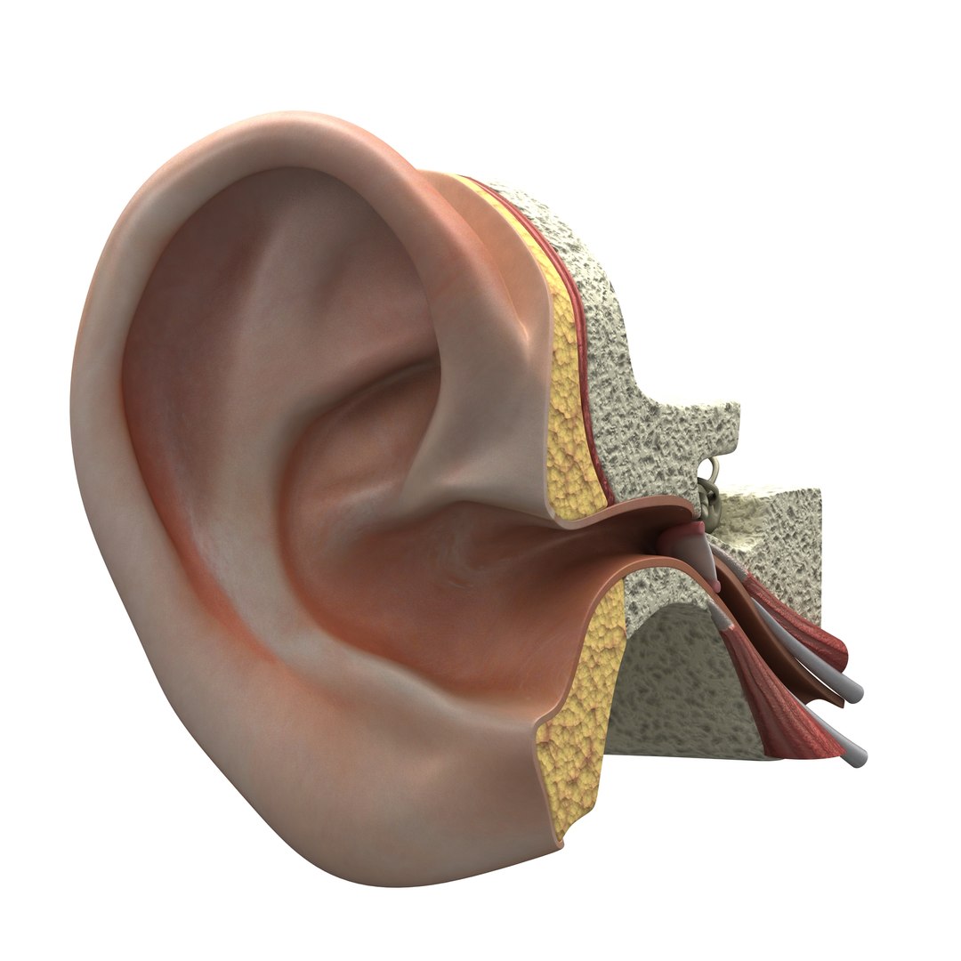 3d Inner Ear Section Model