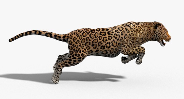 3d leopard cat animation model