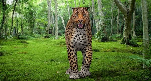 3d leopard cat animation model