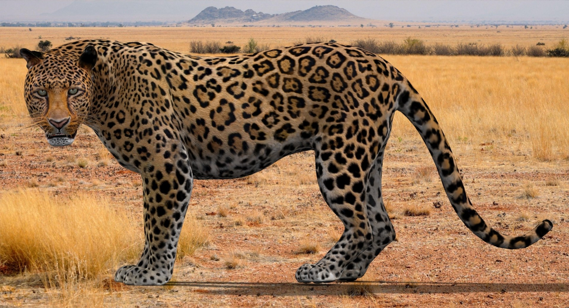 3d leopard cat animation model