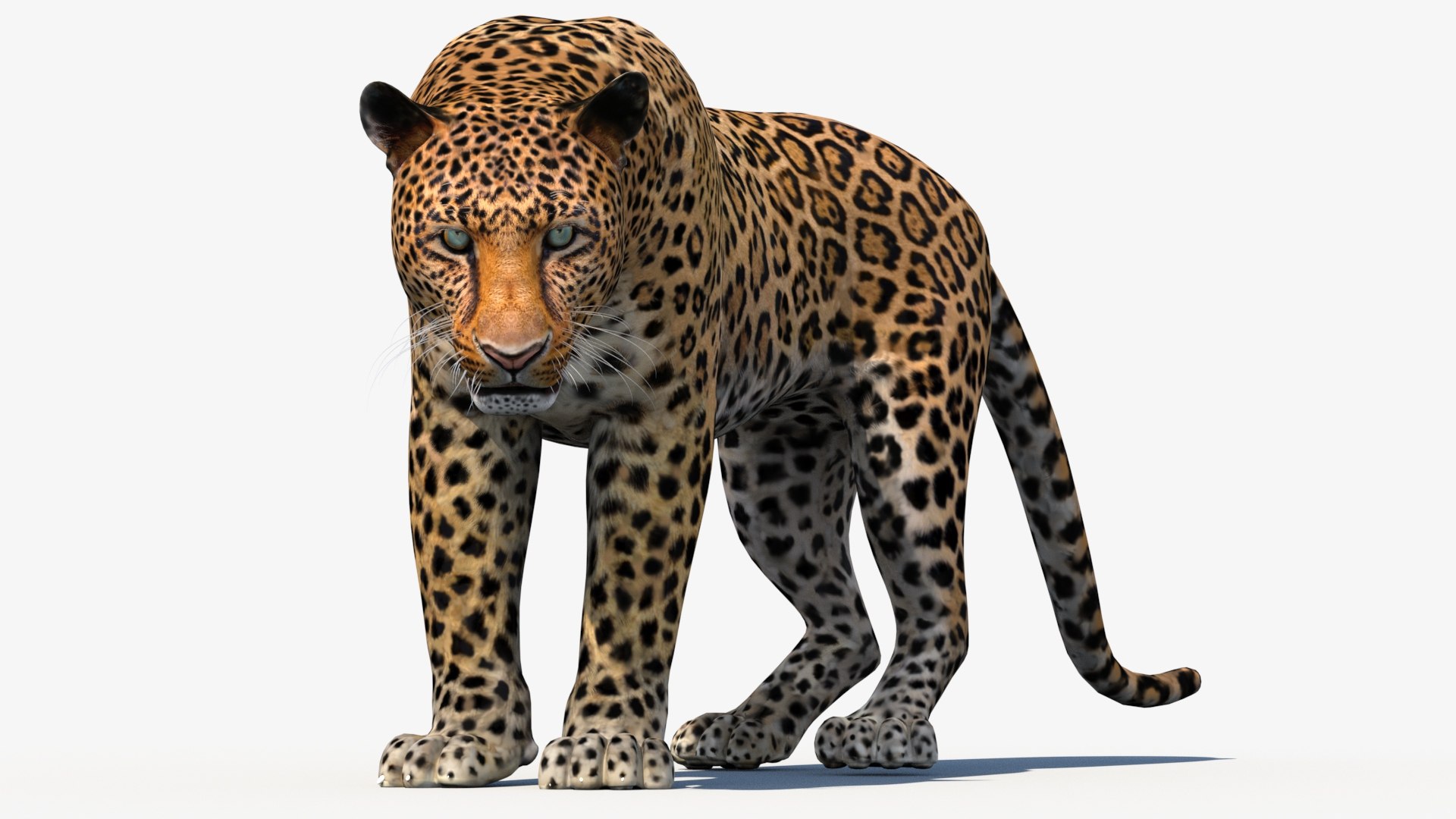 3d leopard cat animation model