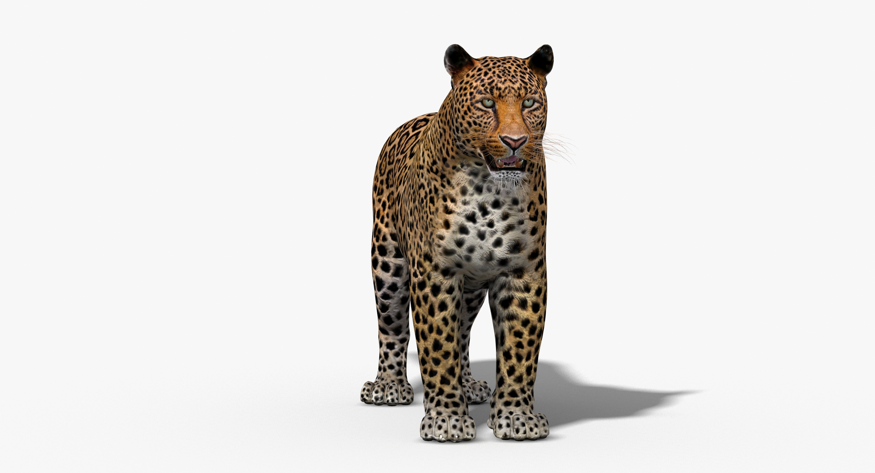 3d leopard cat animation model