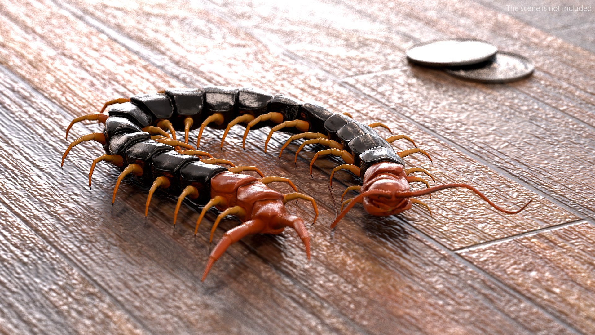 3D Giant Desert Centipede Scolopendra - TurboSquid 1546184