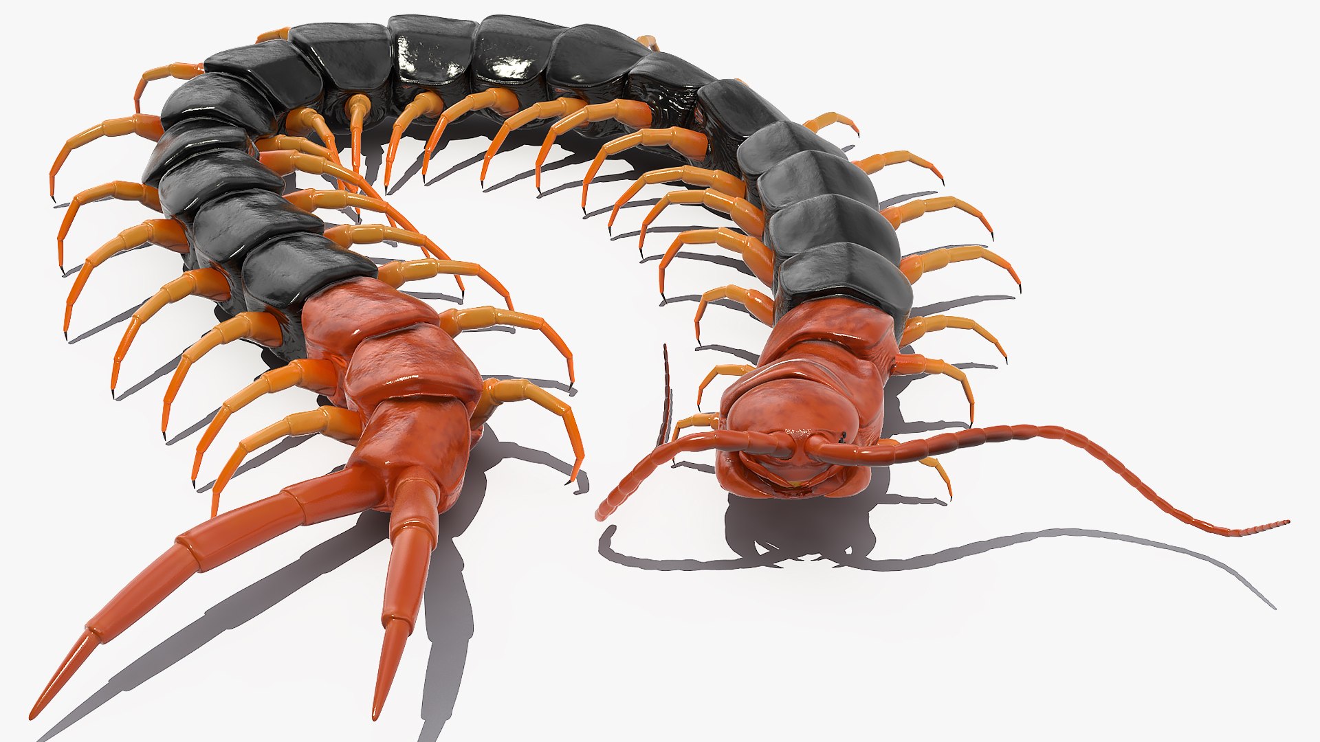 3D Giant Desert Centipede Scolopendra - TurboSquid 1546184
