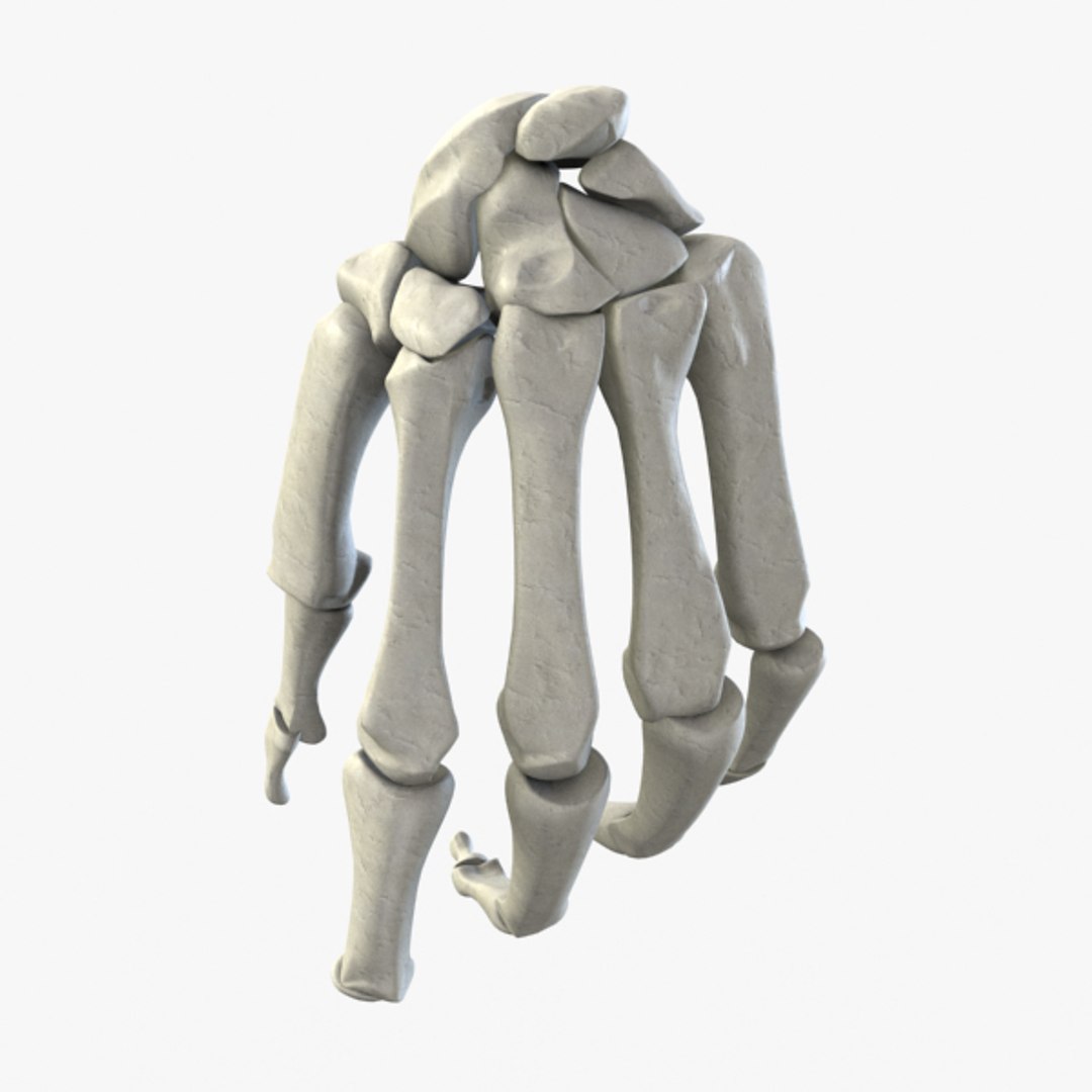 3d Human Bone Hand
