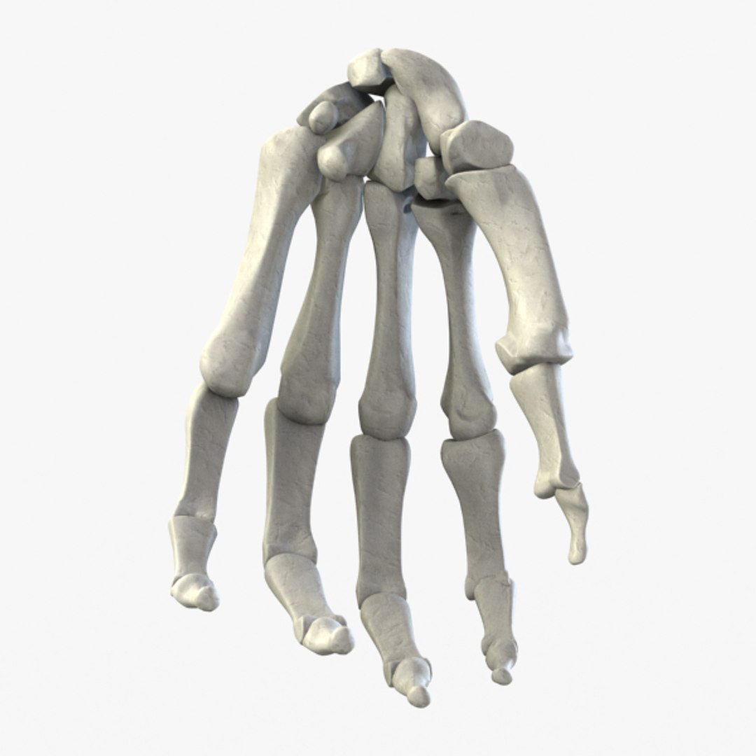 3d Human Bone Hand