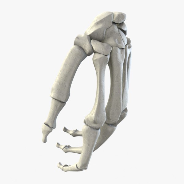 3d human bone hand