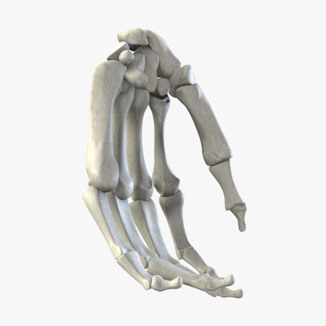 3d Human Bone Hand
