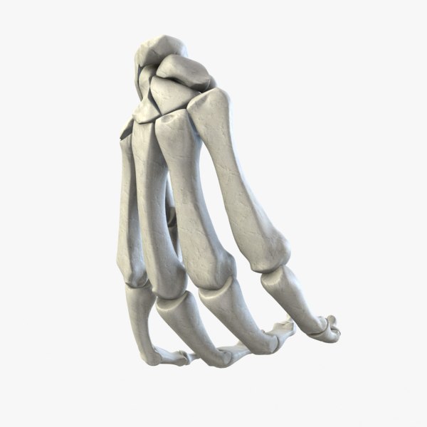 3d human bone hand