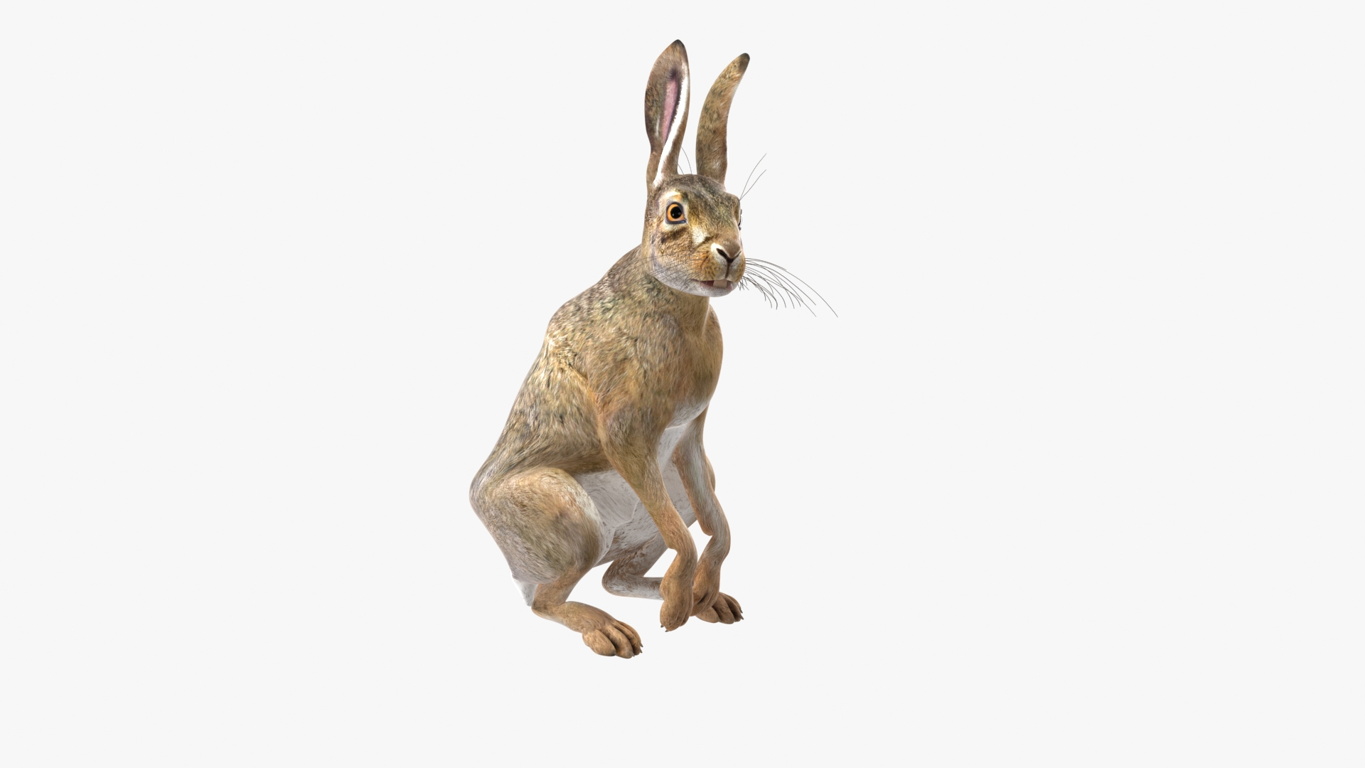 Hare Animated Rigged For Maya 3D Model - TurboSquid 2270710