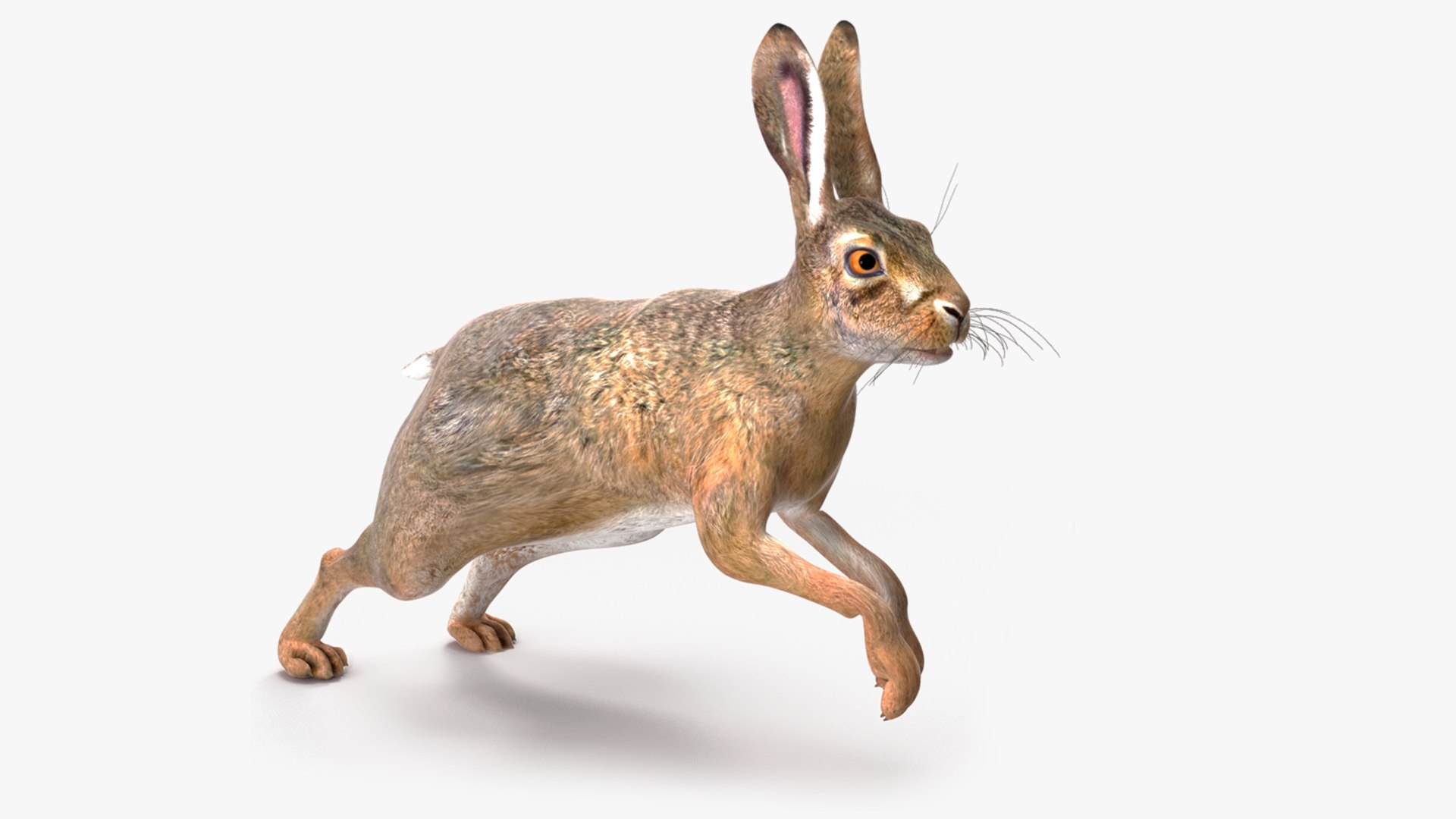 Hare Animated Rigged For Maya 3D Model - TurboSquid 2270710