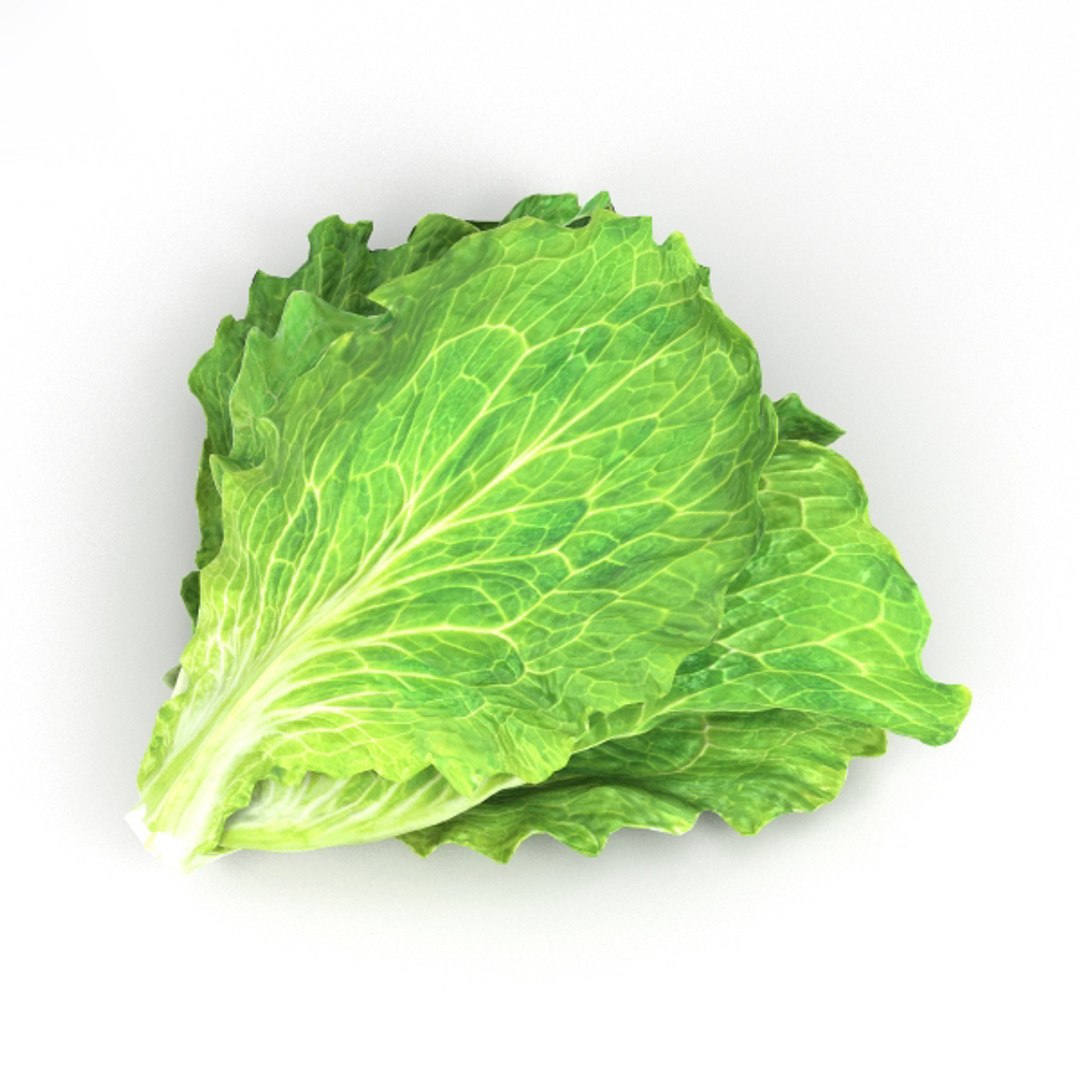 3D model lettuce vegetable food - TurboSquid 1348782