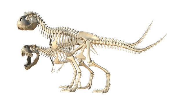 diplodocus skeleton 3d model