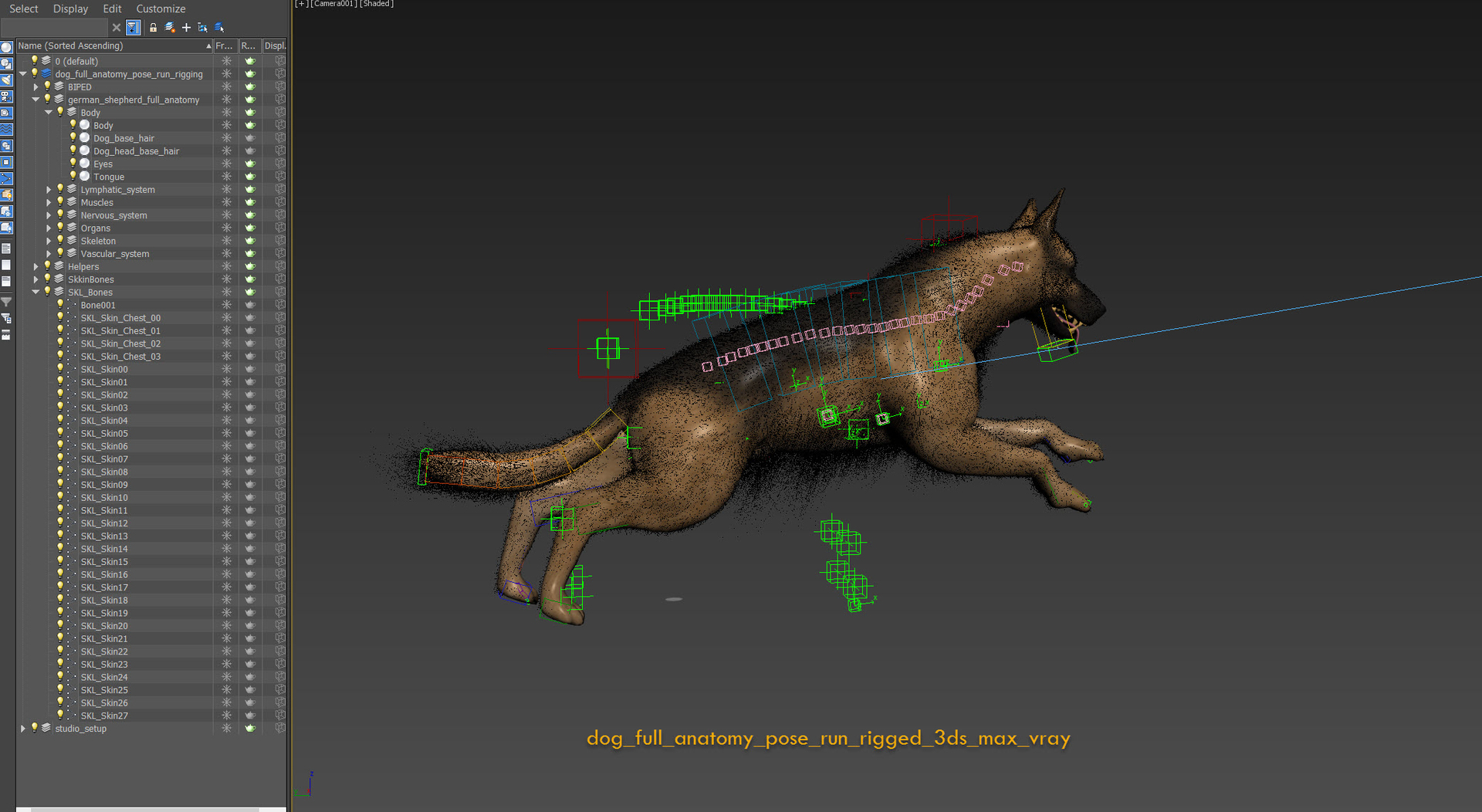 全犬解剖图3D模型 - TurboSquid 1460602