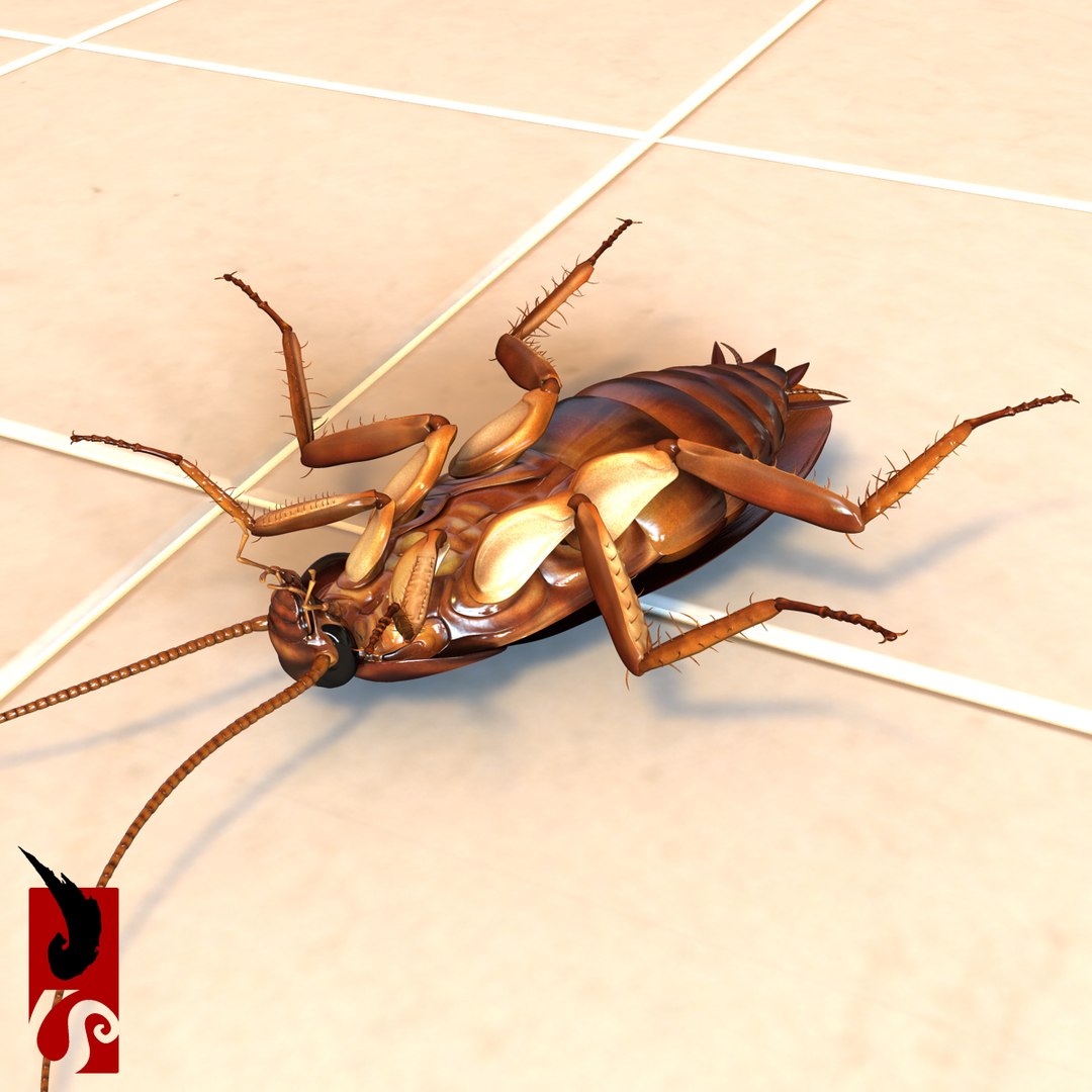 3d American Cockroach - Periplaneta