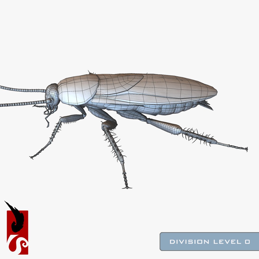 3d American Cockroach - Periplaneta
