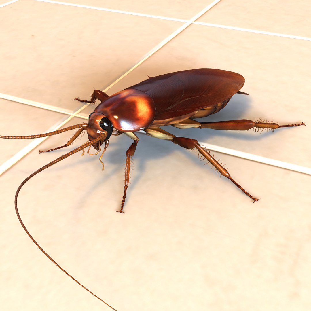3d American Cockroach - Periplaneta
