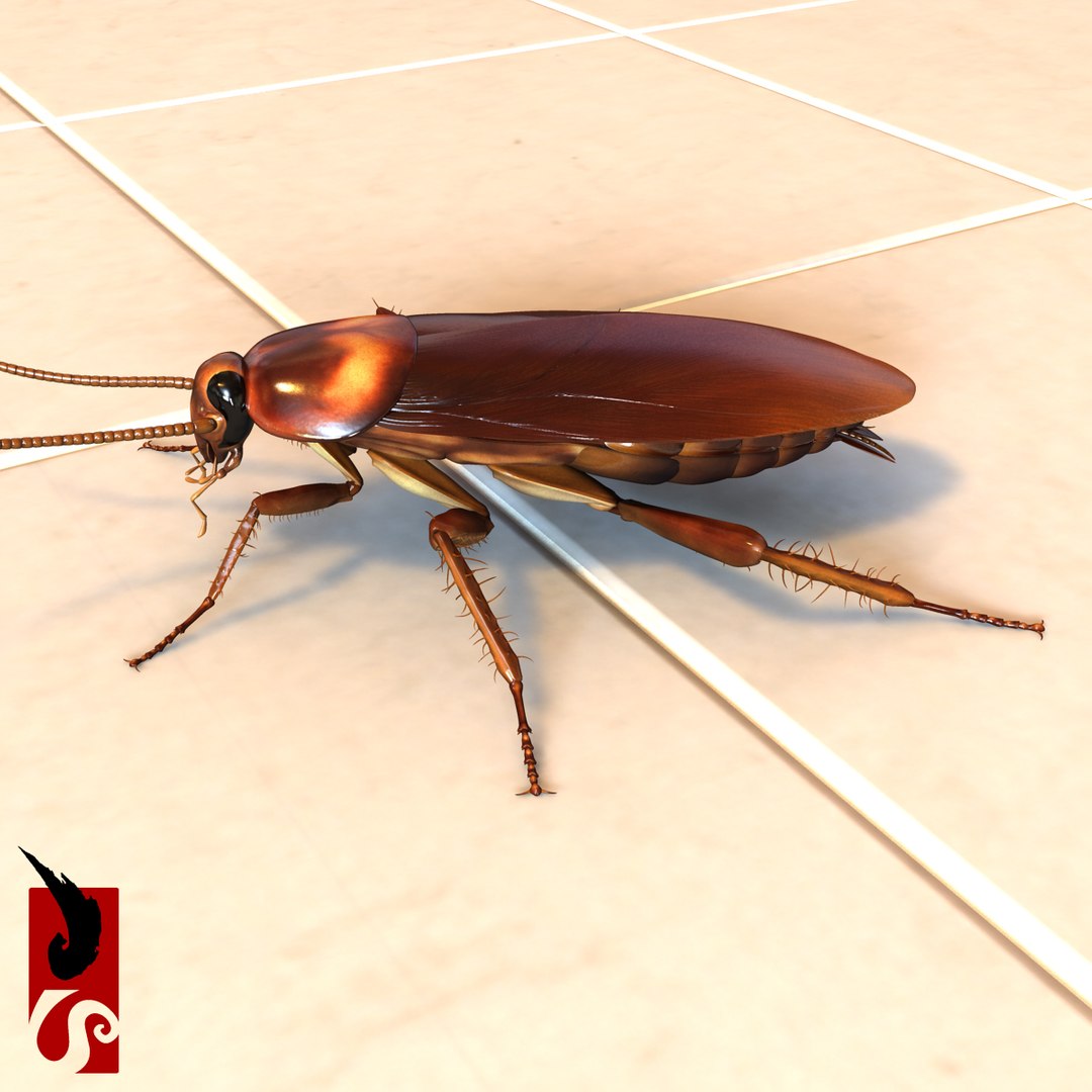 3d American Cockroach - Periplaneta