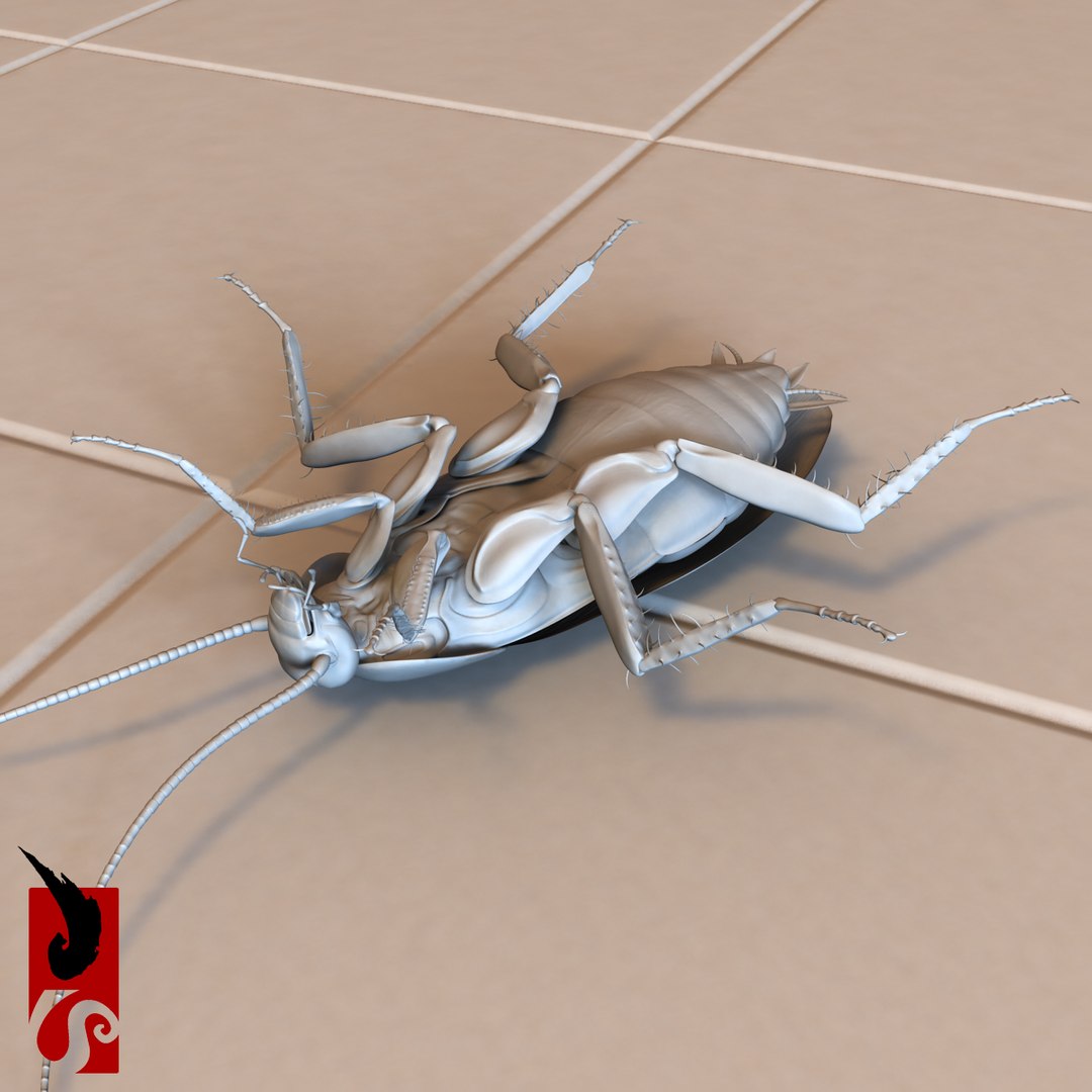 3d American Cockroach - Periplaneta