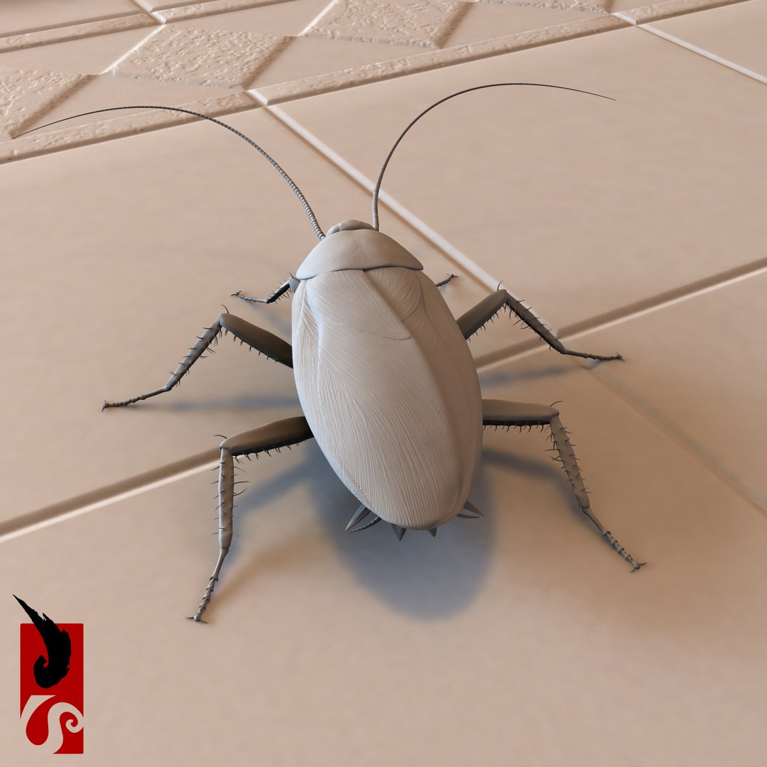 3d American Cockroach - Periplaneta