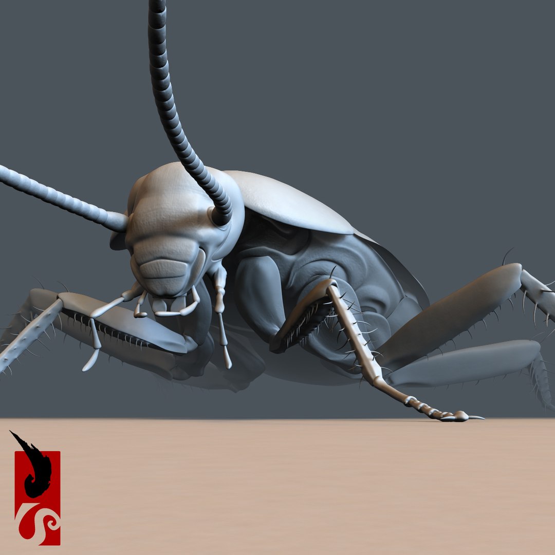 3d American Cockroach - Periplaneta