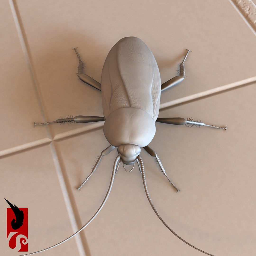 3d American Cockroach - Periplaneta