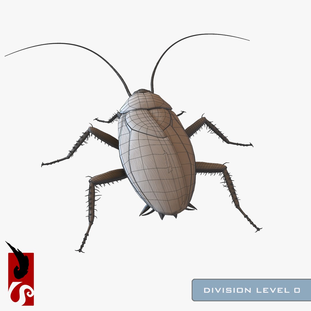 3d American Cockroach - Periplaneta