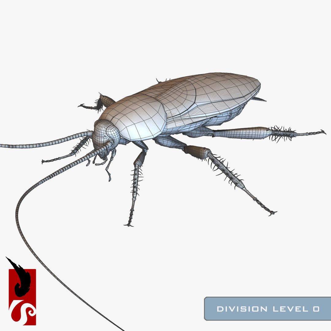 3d American Cockroach - Periplaneta