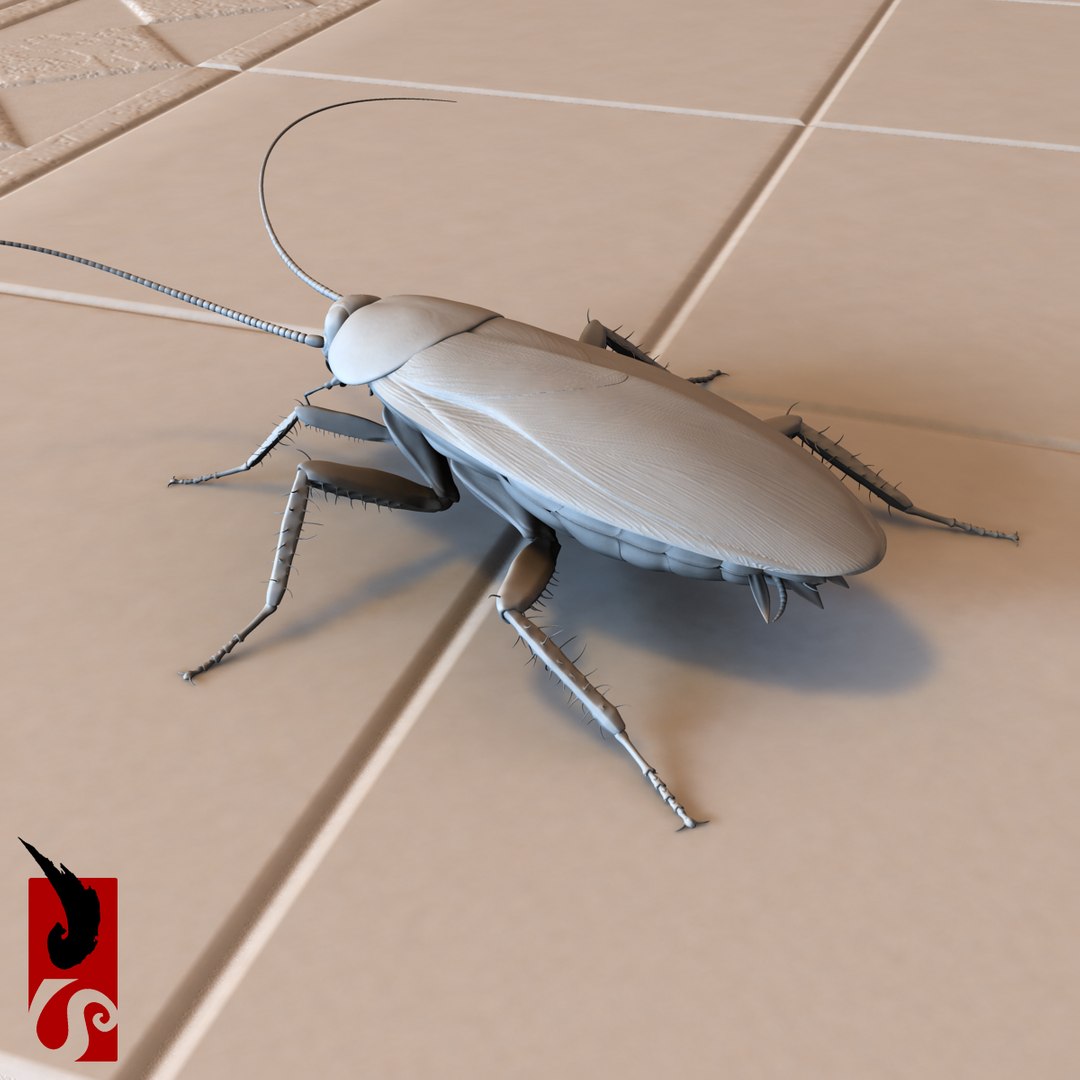 3d American Cockroach - Periplaneta