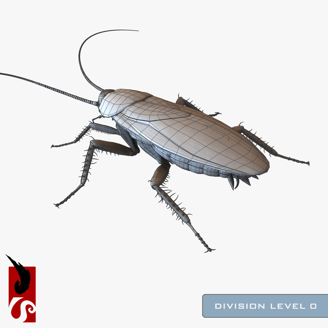 3d American Cockroach - Periplaneta