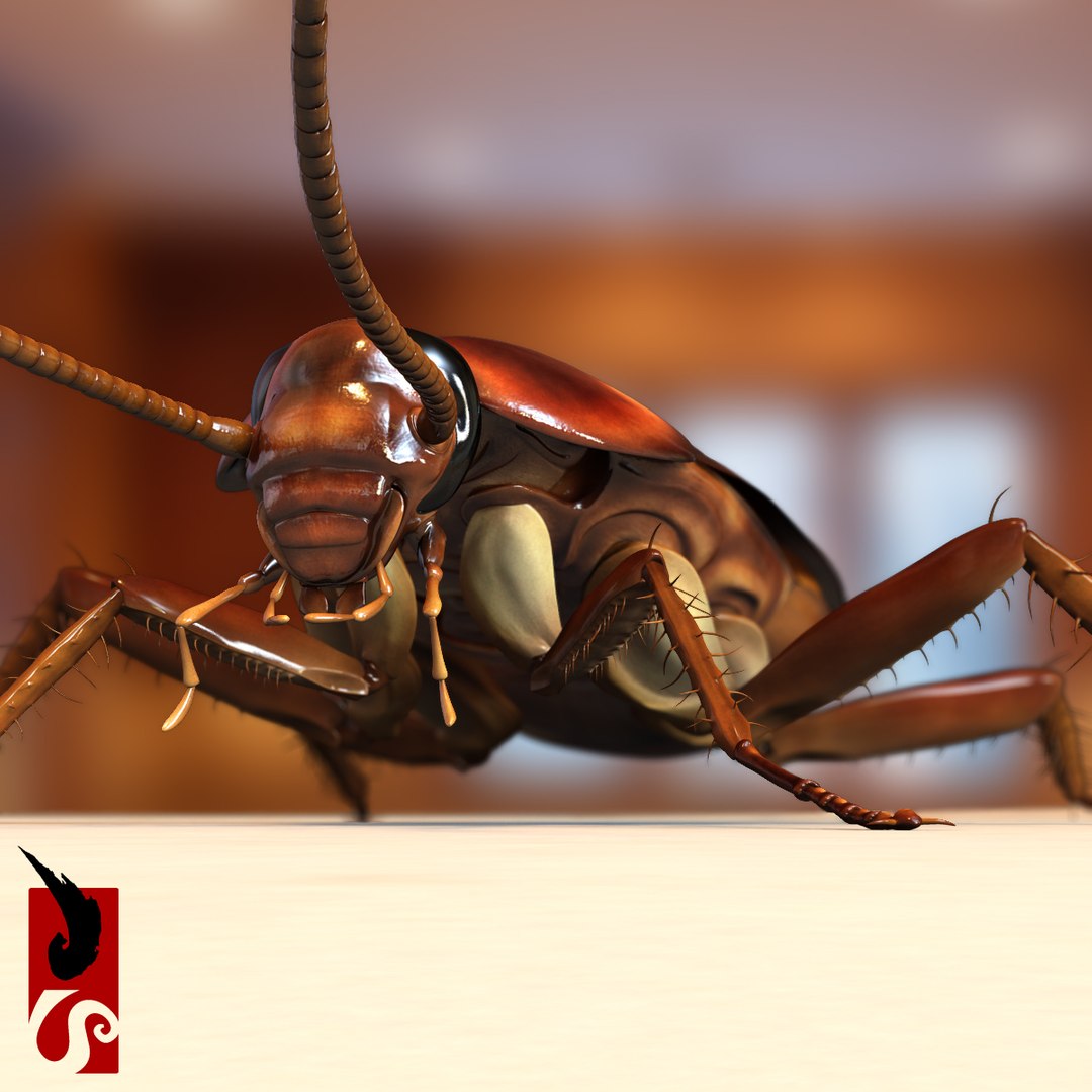 3d American Cockroach - Periplaneta