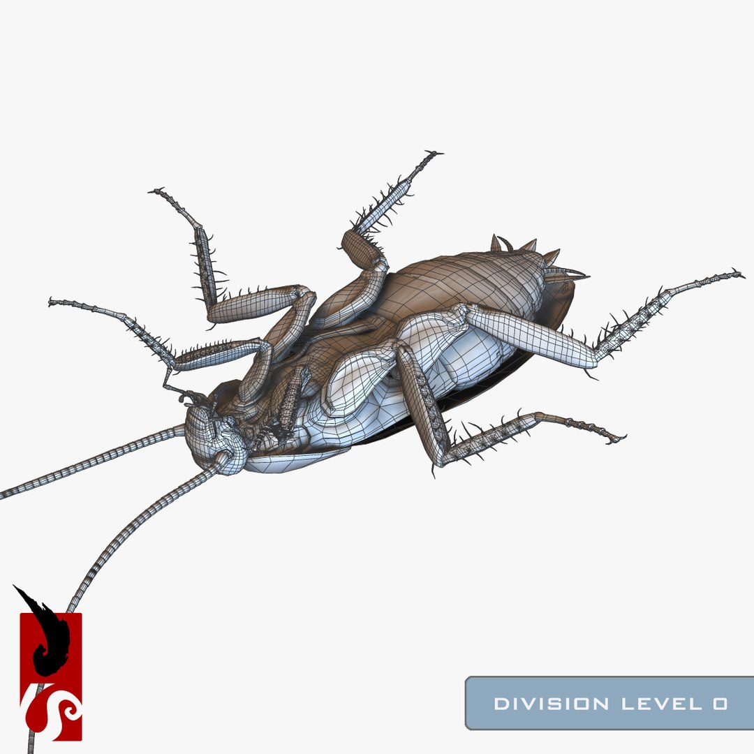 3d American Cockroach - Periplaneta