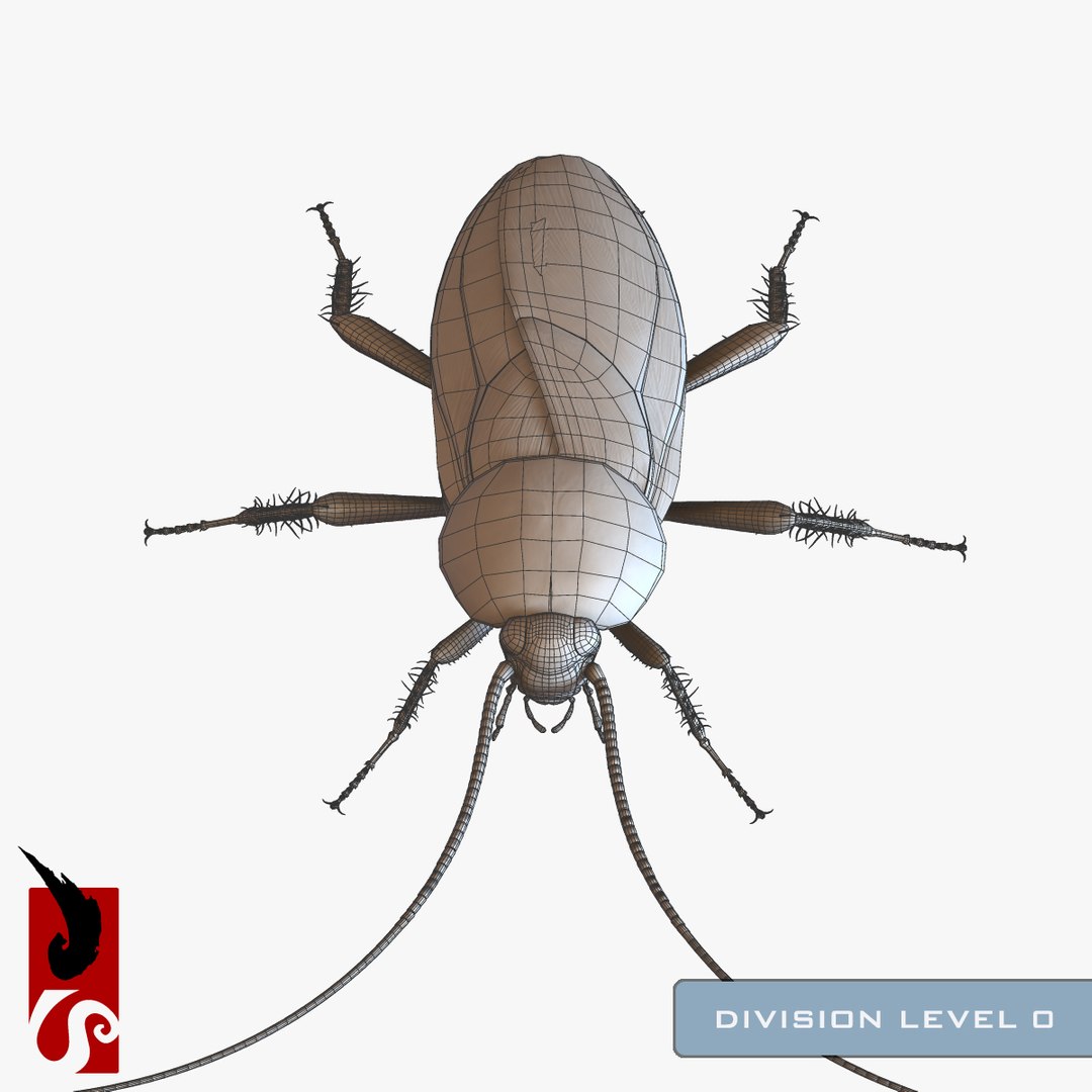 3d American Cockroach - Periplaneta