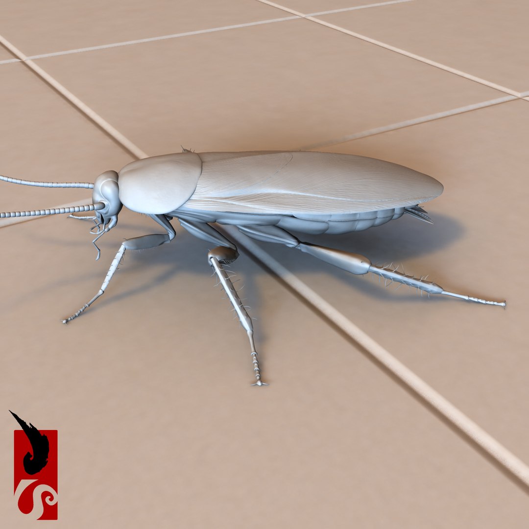 3d American Cockroach - Periplaneta