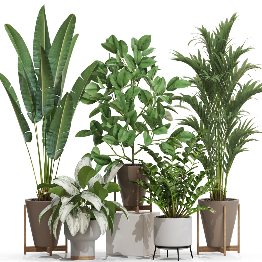 3D Plants Collection 716 - TurboSquid 1894143