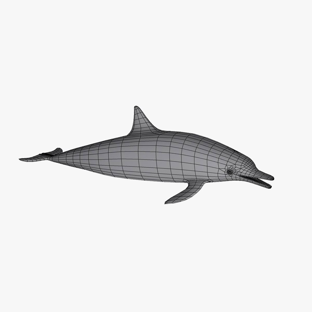 3d Dolphin Rigged Model