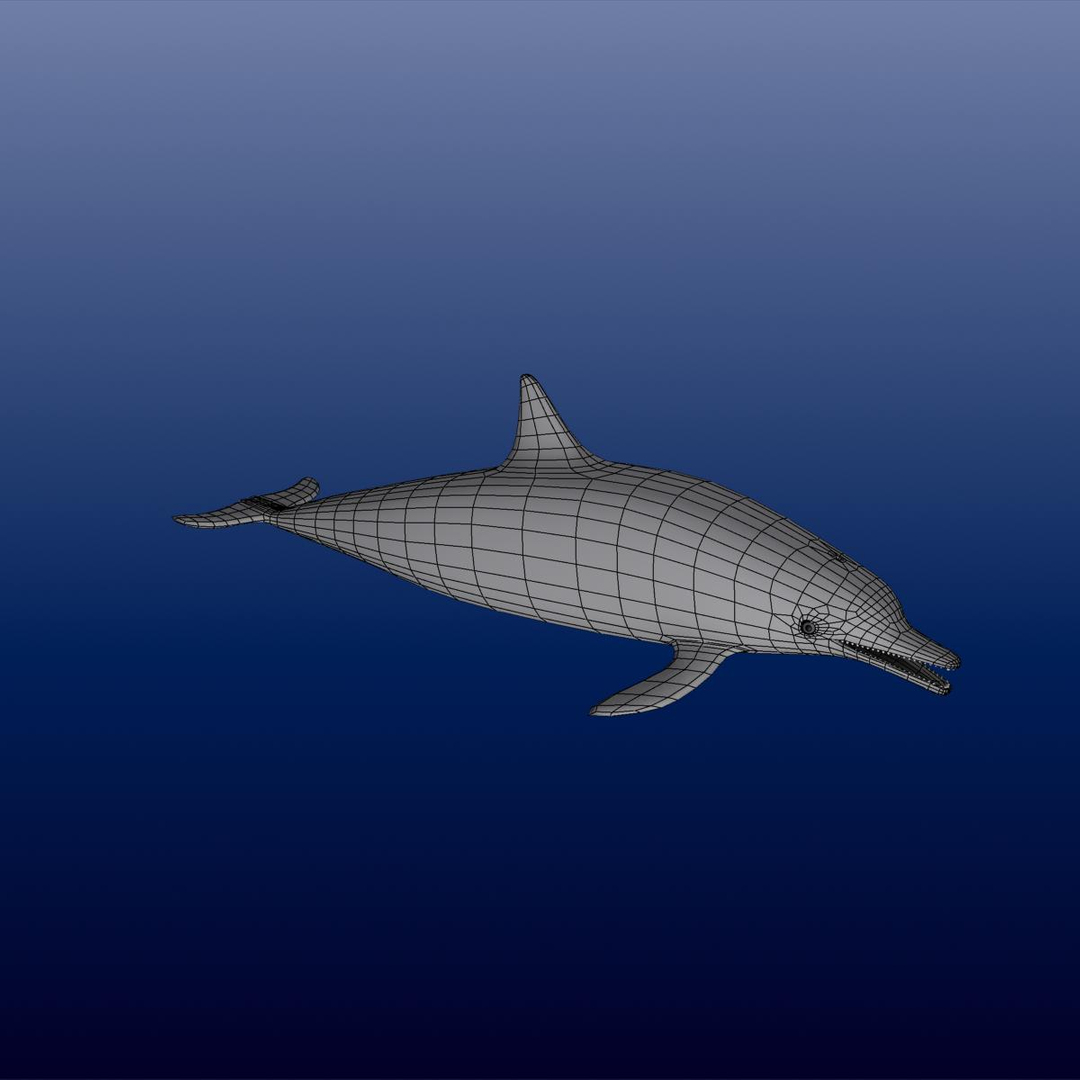 3d Dolphin Rigged Model