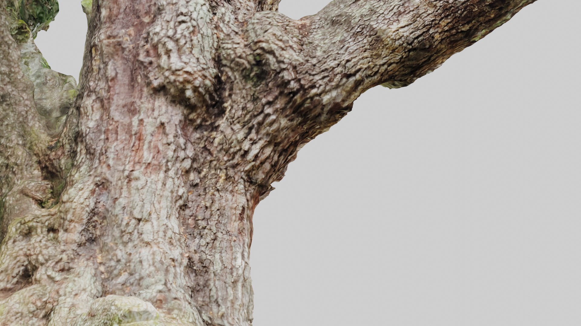 Oak Tree Trunk Model - TurboSquid 1874325