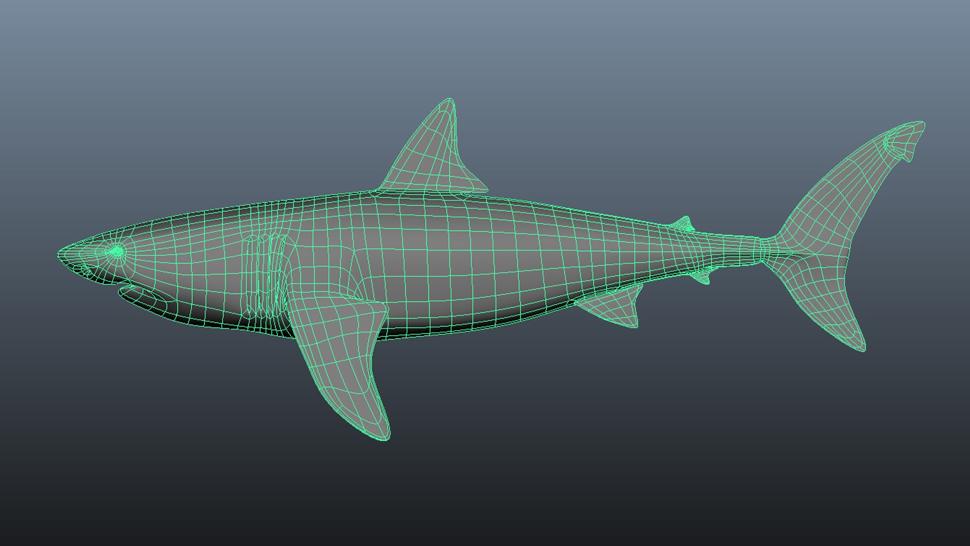 Shark Collection 3D Model - TurboSquid 1813081