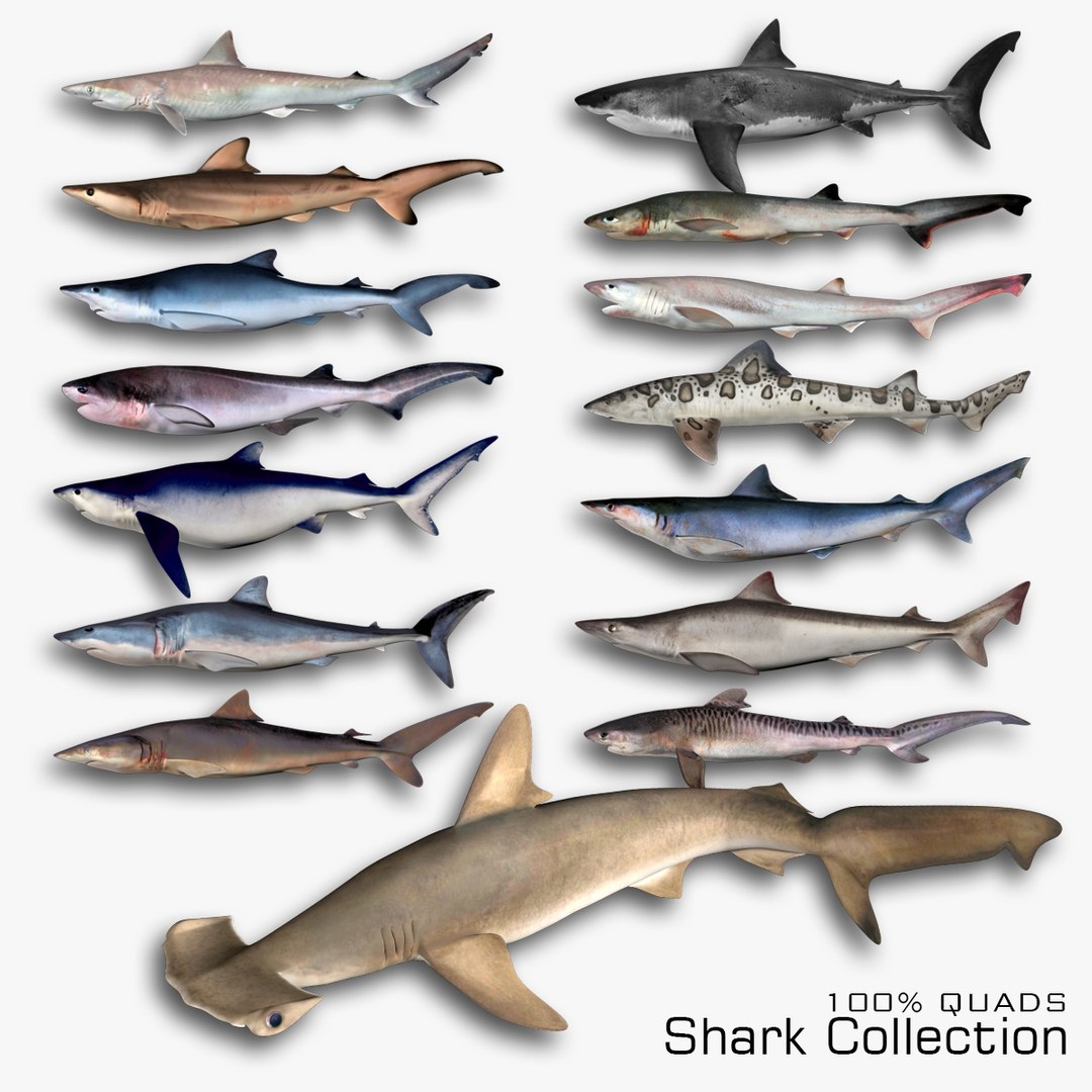 Shark Collection 3D model - TurboSquid 1813081